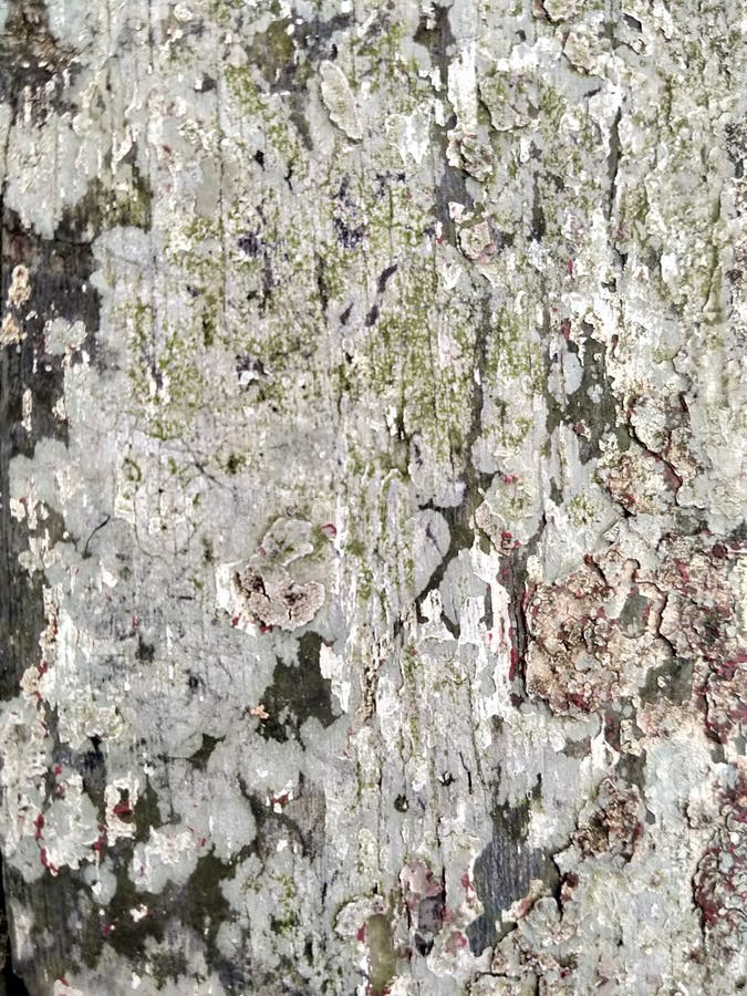 Wood layer texture stock image. Image of manufacturing - 4653323