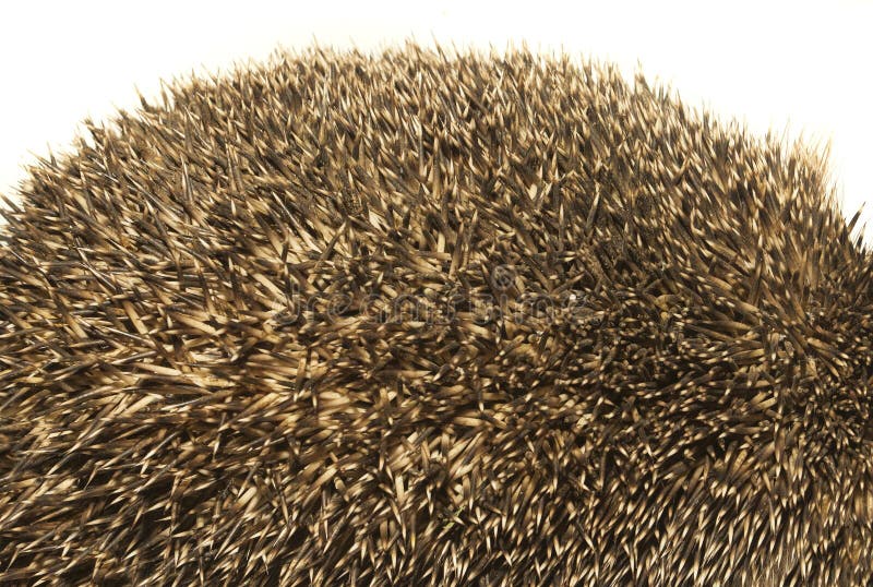 Textura Animal De Sebo De Espigas Foto de archivo - Imagen de cierre ...