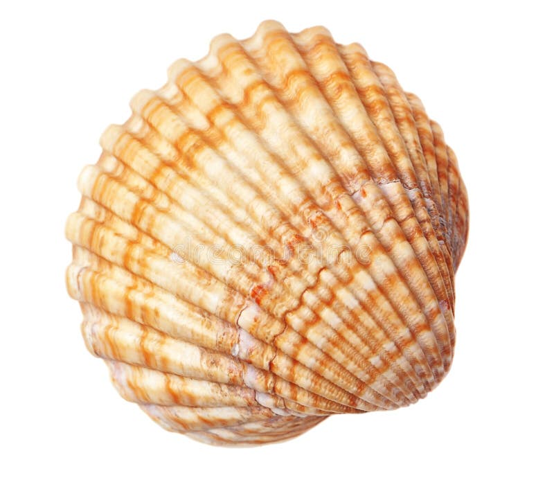 Textura Bonita Do Búzio Do Mar. Foto de Stock - Imagem de molusco ...