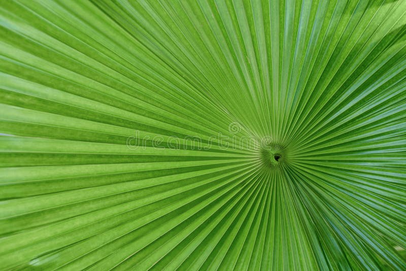 Textura Clara De Una Hoja De Palma Redonda Foto de archivo - Imagen de ...