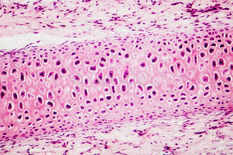 Textura Compacta Del Hueso, Stylization De Pintura Imagen de archivo ...