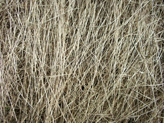 Textura de relva seca foto de stock. Imagem de prado, grama - 3848750