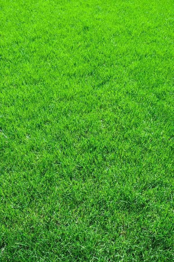 Grama verde imagem de stock. Imagem de afiado, campo - 36010569
