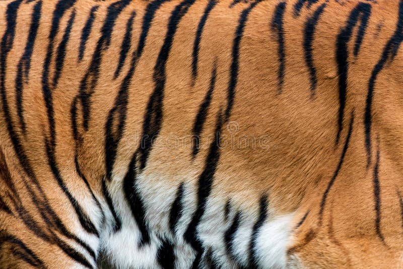 Textura Da Pele Do Tigre Para O Fundo Imagem de Stock - Imagem de elegância, felino: 126383569