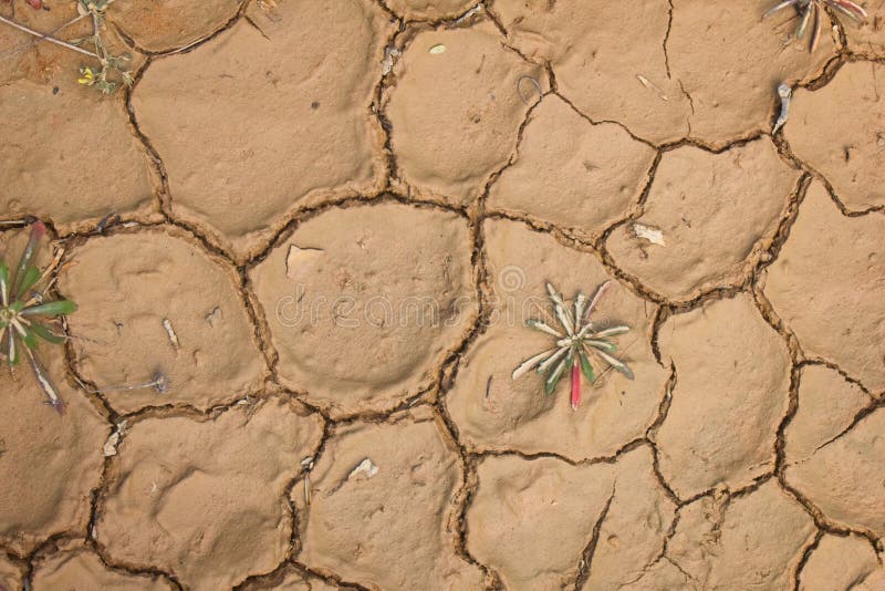 Textura Da Terra Seca Com Fendas Foto de Stock - Imagem de terra ...