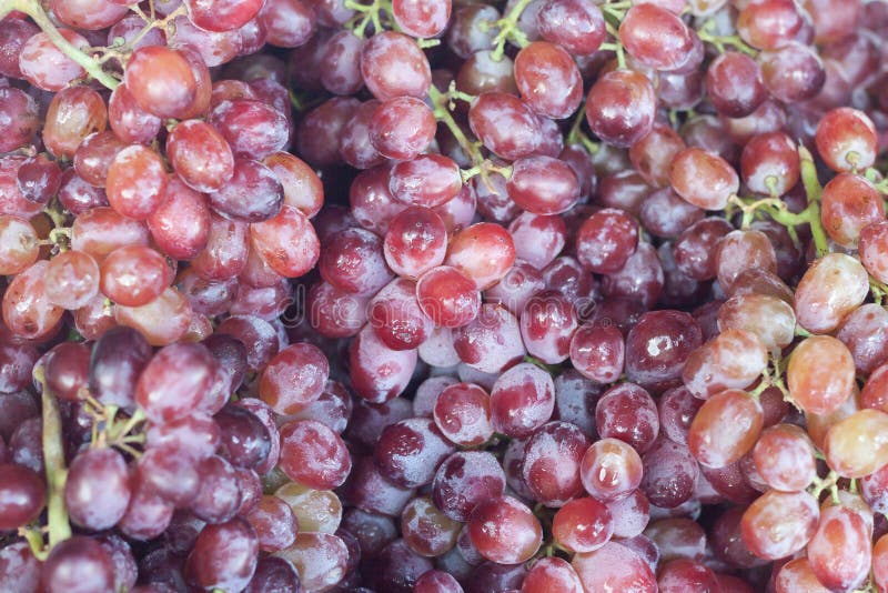 Textura Ou Fundo Seco Da Hera Da Uva Cerca Coberta Com a Videira Seca ...