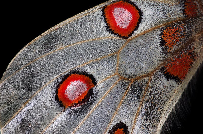 Textura De Ala De Mariposa Apollo Parnassius Ala De Mariposa Imagen de ...