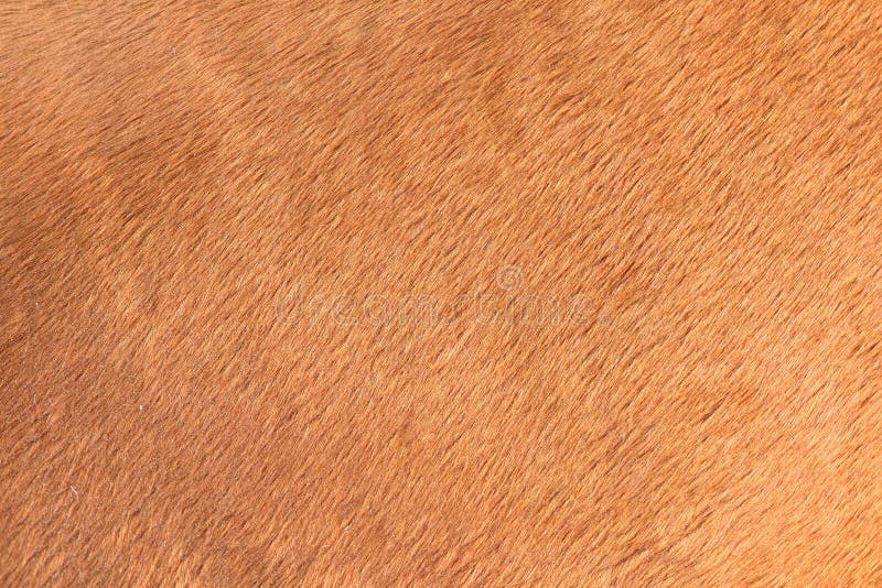 Textura De Brown Del Pelo Del Caballo Foto de archivo - Imagen de ...