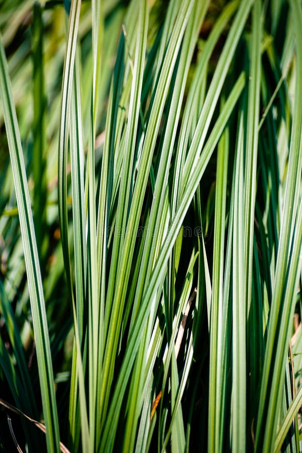 Textura De Color Verde Oscuro De La Hierba De La Estepa Imagen de ...