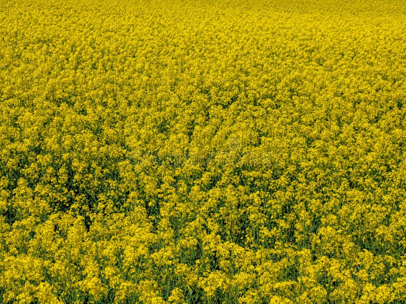 Textura De Flor De Canola En Campo De Colza Foto de archivo - Imagen de ...
