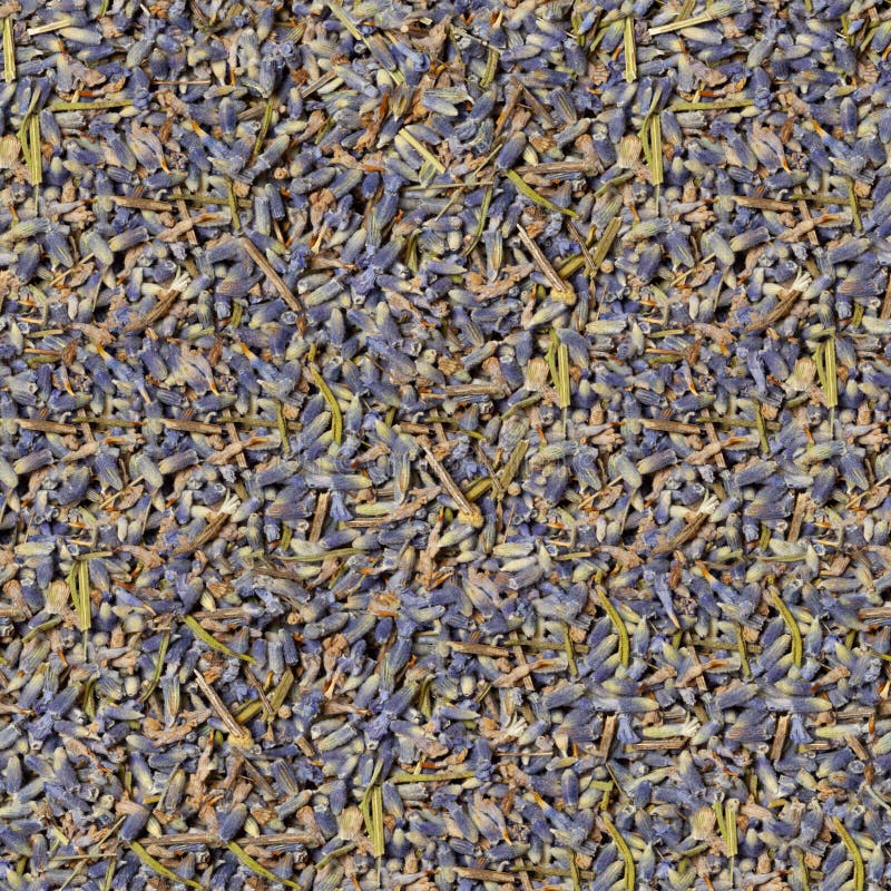 Textura De Flores De Lavanda Azul Sin Inconvenientes Imagen de archivo ...