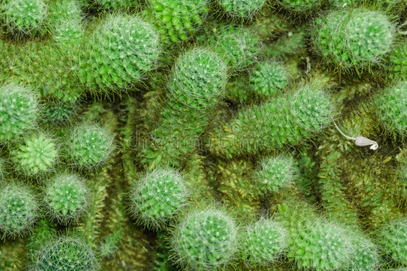 Textura De Fundo Verde Do Cacto Foto de Stock - Imagem de seco, coluna ...