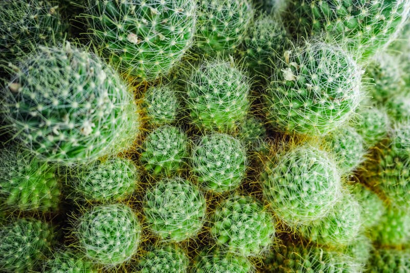Textura De Fundo Verde Do Cacto Imagem de Stock - Imagem de afiado ...
