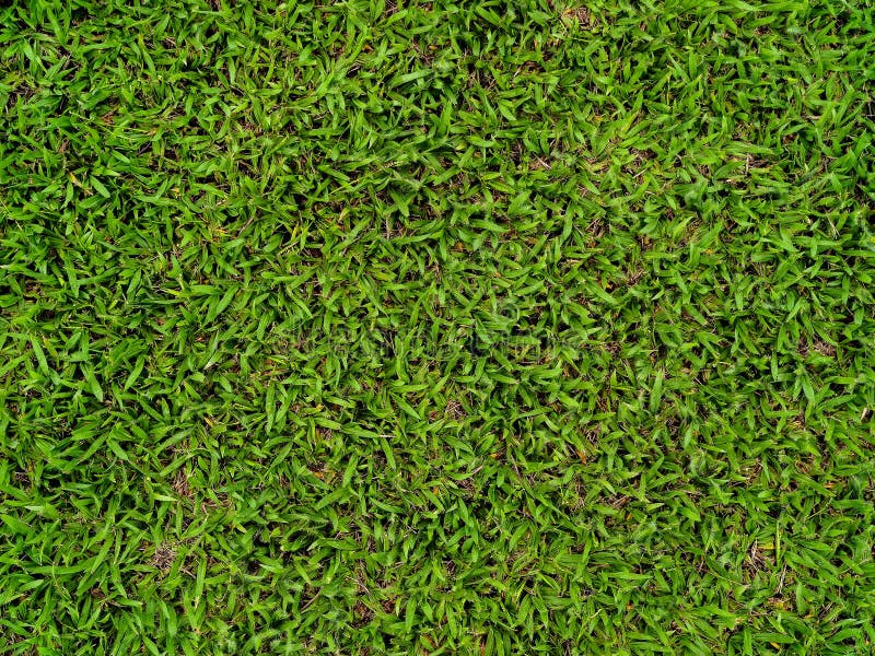 Textura De Grama Verde. Relva Vista De Cima Foto de Stock - Imagem de ...