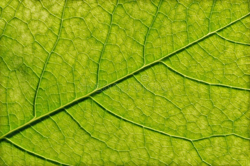 Textura De Hoja Abstracta. Imagen Foto de archivo - Imagen de cierre ...