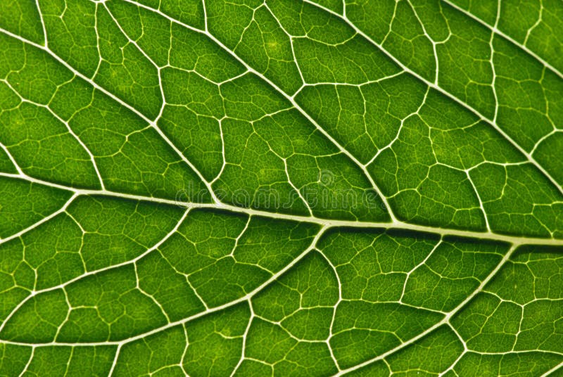 Textura de hoja imagen de archivo. Imagen de estructuras - 268555221