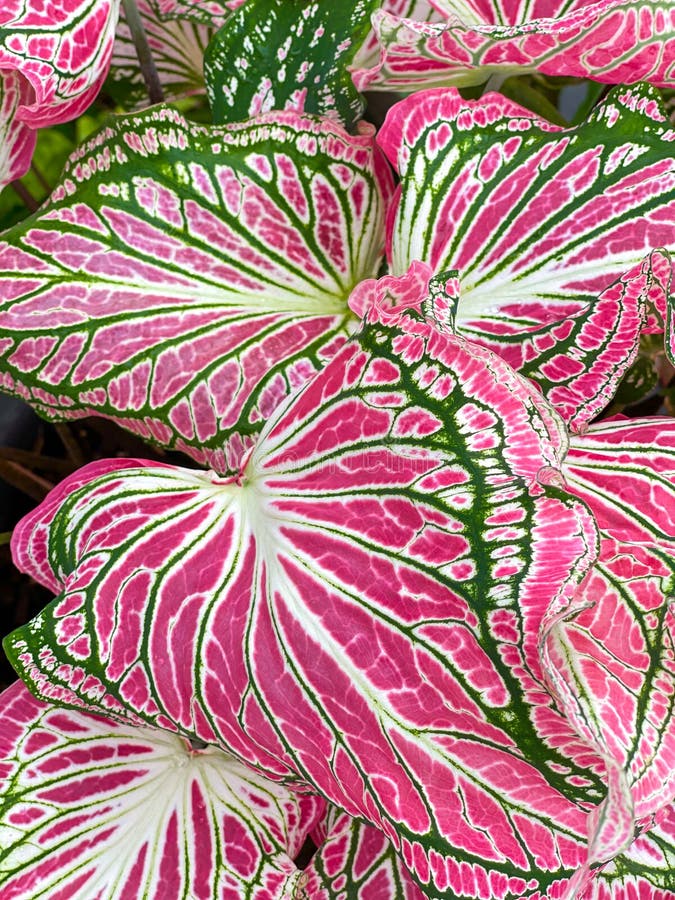 Textura De Hoja Rosa Y Verde. Imagen de archivo - Imagen de rosa ...