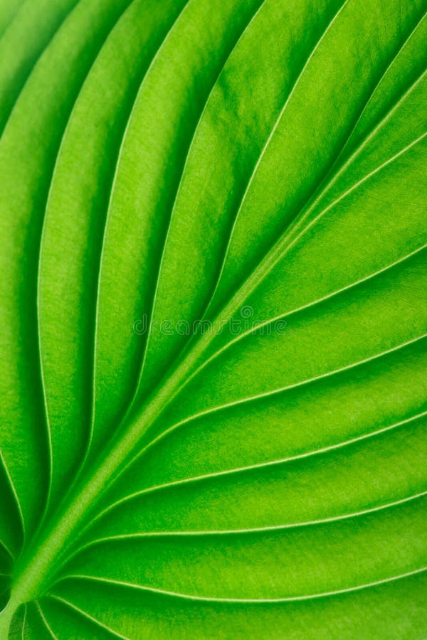 Textura de hoja imagen de archivo. Imagen de hoja, travieso - 265192705