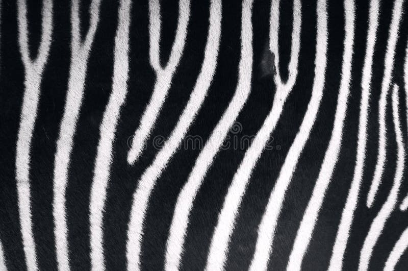 Textura de la cebra ilustración del vector. Ilustración de raya - 18823347