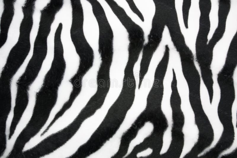 Textura de la cebra imagen de archivo. Imagen de negro - 48343593