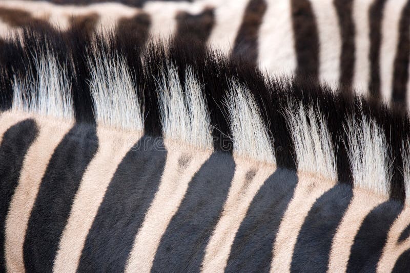 Textura de la cebra foto de archivo. Imagen de fauna, fondo - 6547518