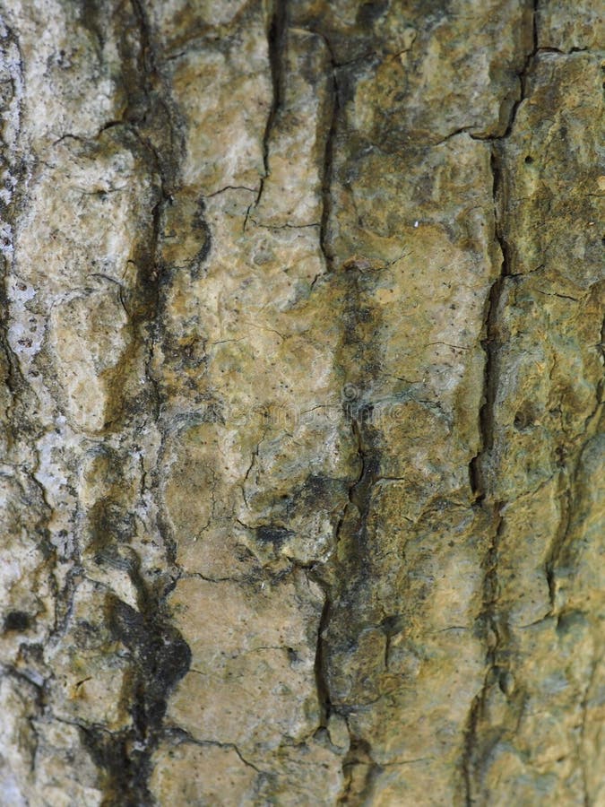 Textura de la corteza imagen de archivo. Imagen de corteza - 91388475