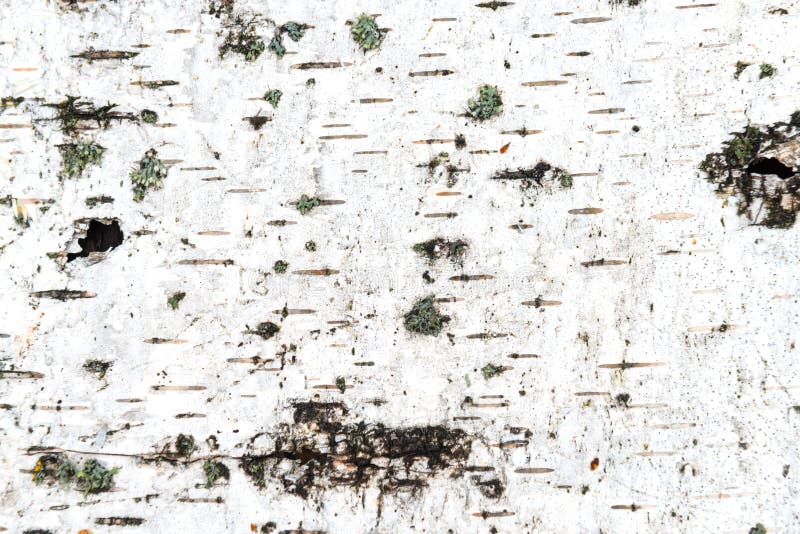 Textura De La Corteza De Abedul Blanco Imagen de archivo - Imagen de ...