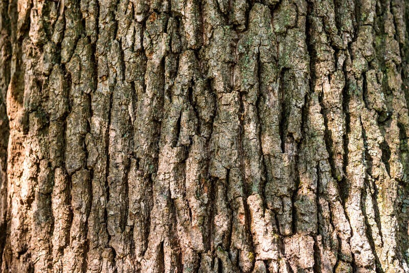 Textura De La Corteza Del Roble Foto de archivo - Imagen de extracto ...