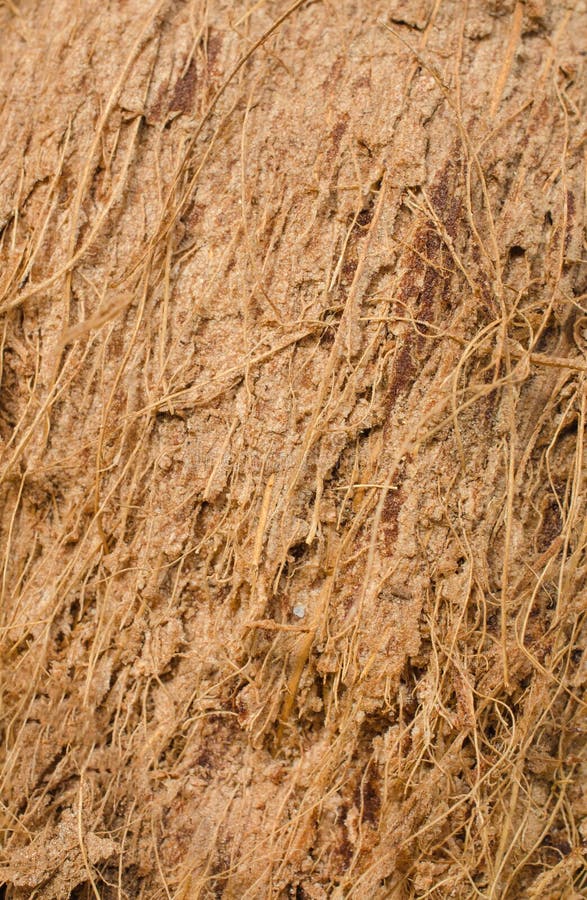 La Textura De Las Fibras De Coco Con De Alta Resolución Imagen de ...