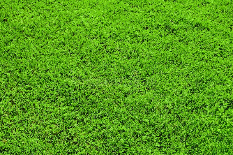 Textura de la hierba foto de archivo. Imagen de hierba - 14426294