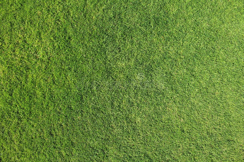 Textura de la hierba foto de archivo. Imagen de travieso - 19503964