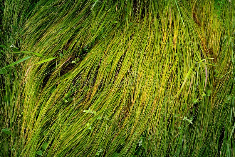 Textura de la hierba foto de archivo. Imagen de follaje - 20159228
