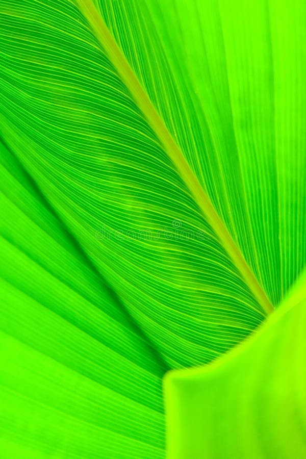 Textura de la hoja imagen de archivo. Imagen de hoja - 23822849