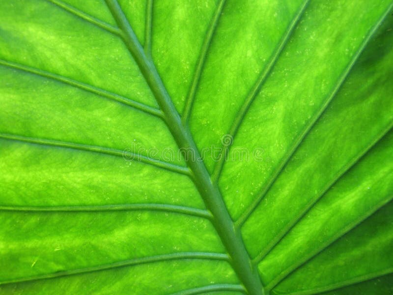 Textura de la hoja foto de archivo. Imagen de cubo, textura - 2740406