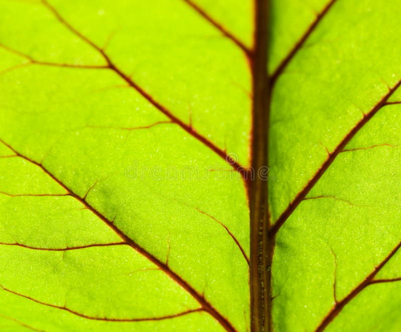 Textura de la hoja foto de archivo. Imagen de follaje - 2899514