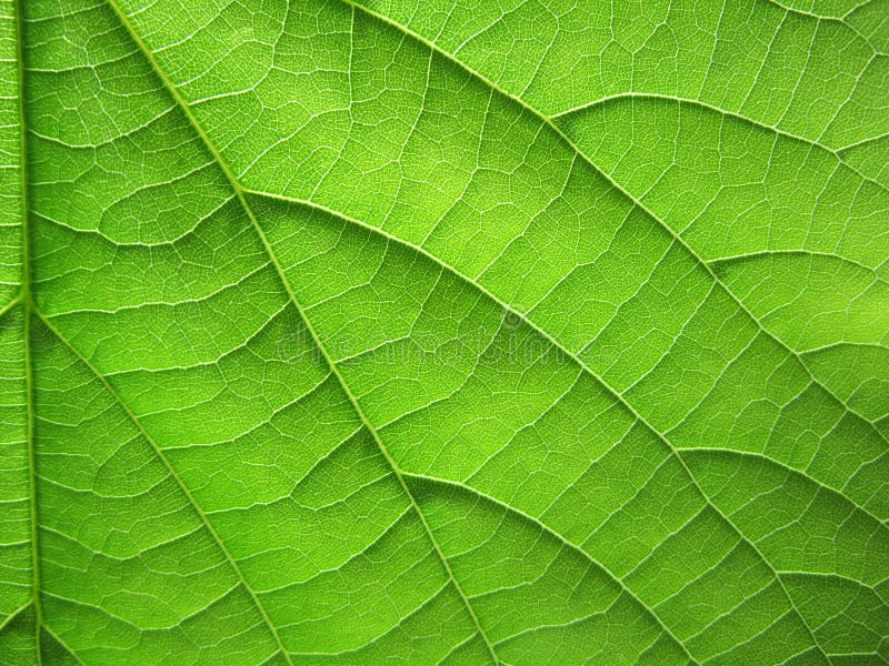 Textura de la hoja imagen de archivo. Imagen de bloques - 32307497