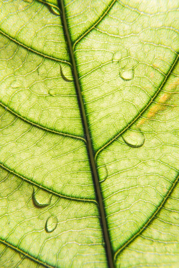 Textura de la hoja imagen de archivo. Imagen de hoja - 38351621