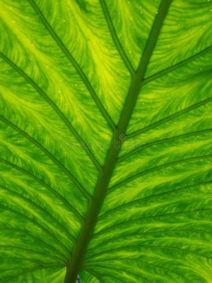 Textura de la hoja foto de archivo. Imagen de fondo, tropical - 31906924