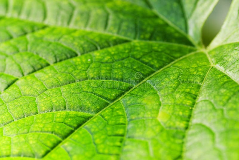 Textura de la hoja foto de archivo. Imagen de hoja, cubo - 3941918