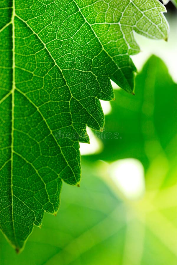 Textura de la hoja foto de archivo. Imagen de fondo, cierre - 4672444