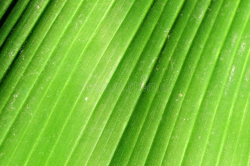 Textura de la hoja imagen de archivo. Imagen de fondos - 5182825