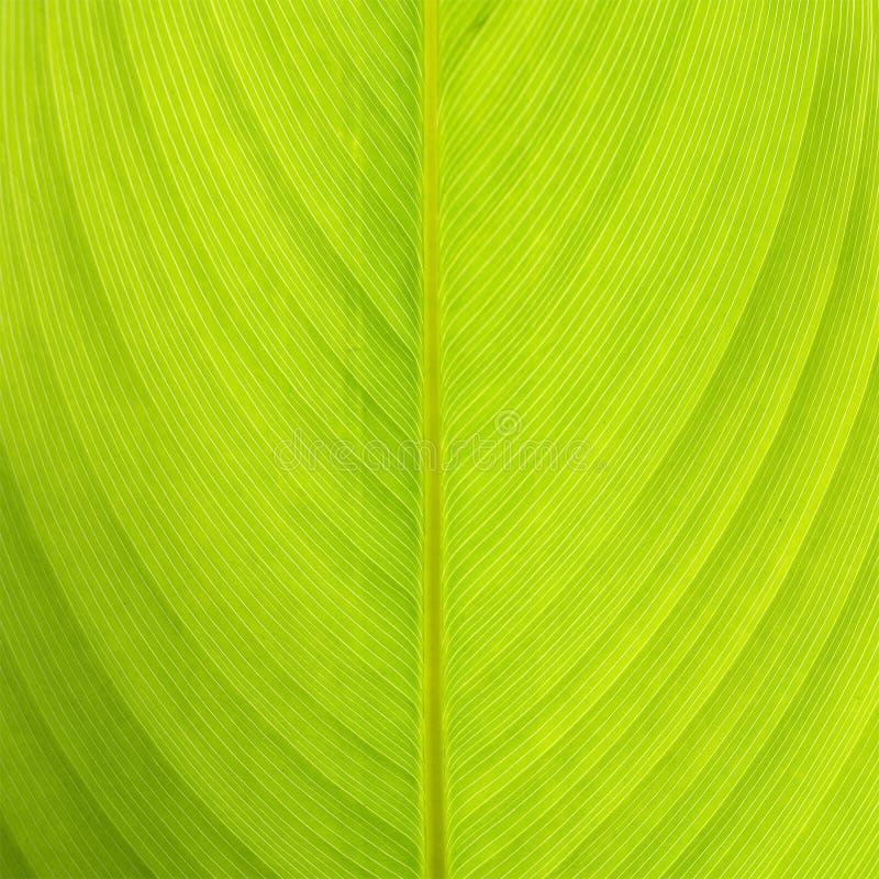Textura de la hoja foto de archivo. Imagen de hoja, verde - 59068326