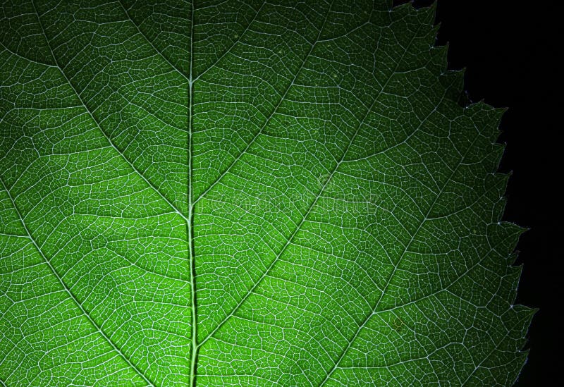 Textura De La Hoja En Negro Foto de archivo - Imagen de macro, primer ...