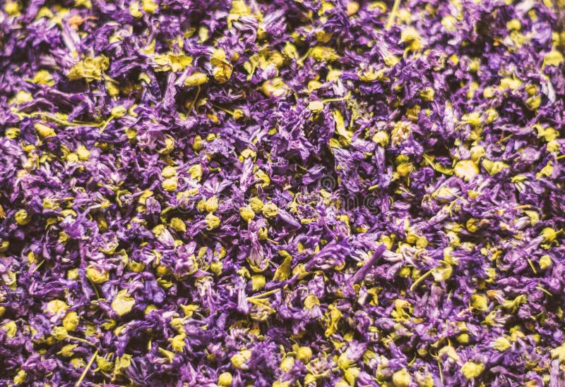 Textura de la lavanda foto de archivo. Imagen de textura - 113149024