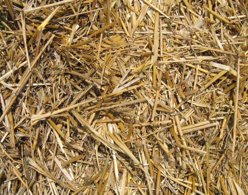 Textura de la paja foto de archivo. Imagen de paja, amarillo - 9492