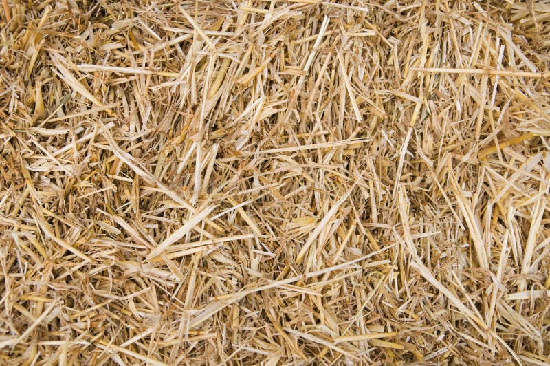Textura de la paja imagen de archivo. Imagen de cereal - 22790027