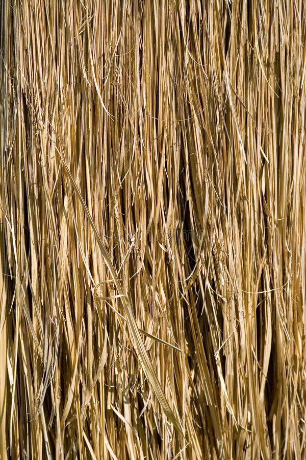 Textura de la paja imagen de archivo. Imagen de tallo - 3146421