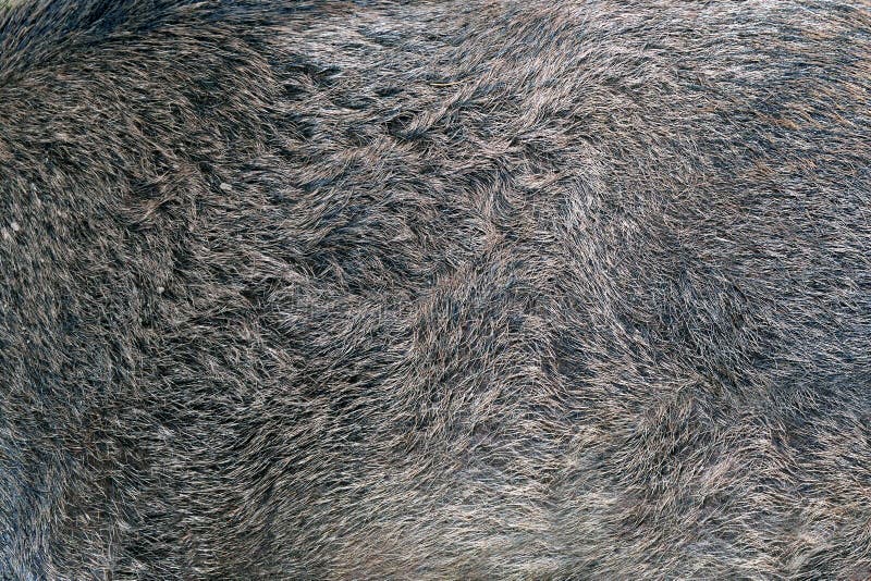 Textura De La Piel Del Jabalí Imagen de archivo - Imagen de contexto ...