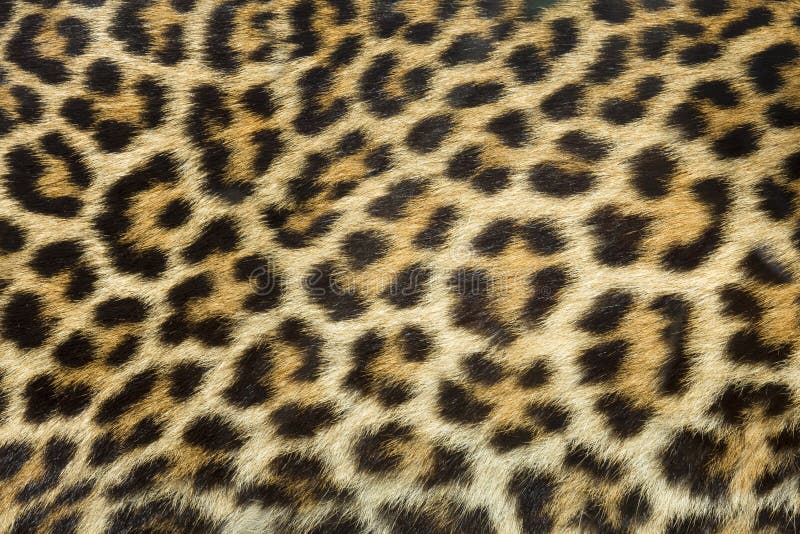 Textura De La Piel Del Leopardo Imagen de archivo - Imagen de textura ...