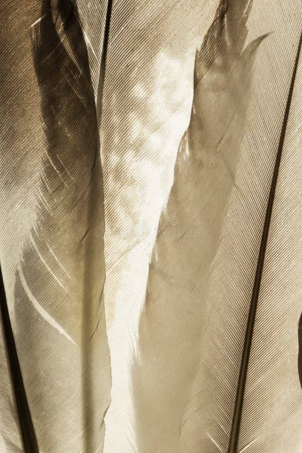 Textura de la pluma foto de archivo. Imagen de textura - 146728520